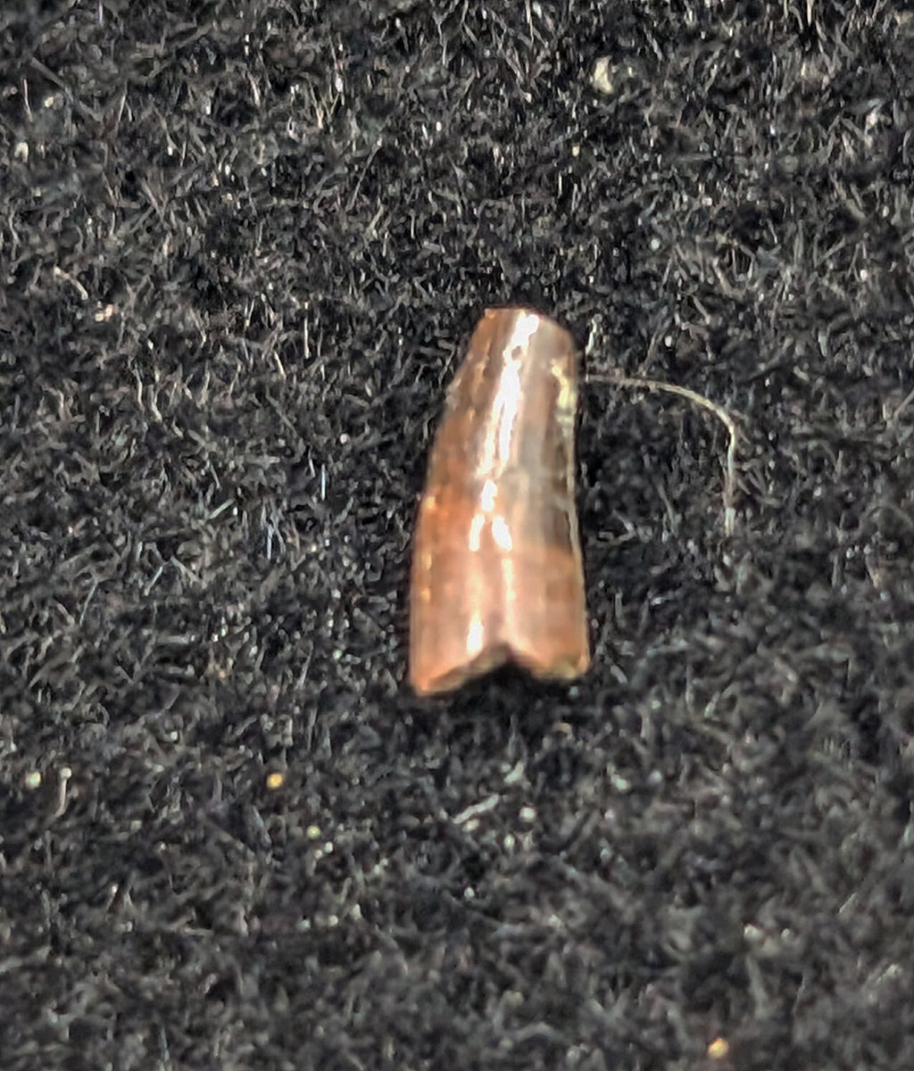 Mammal Tooth, Aguja Formation, Texas| The Daily Rex