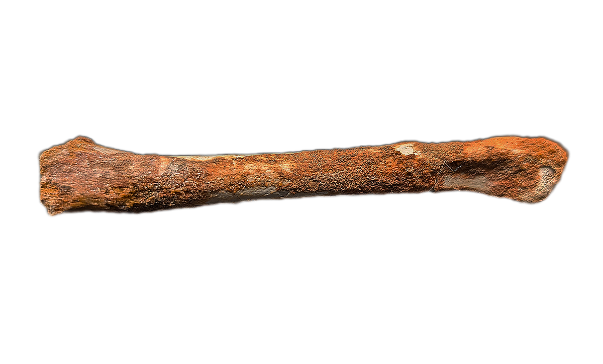 Theropod Bone, Kem Kem| The Daily Rex