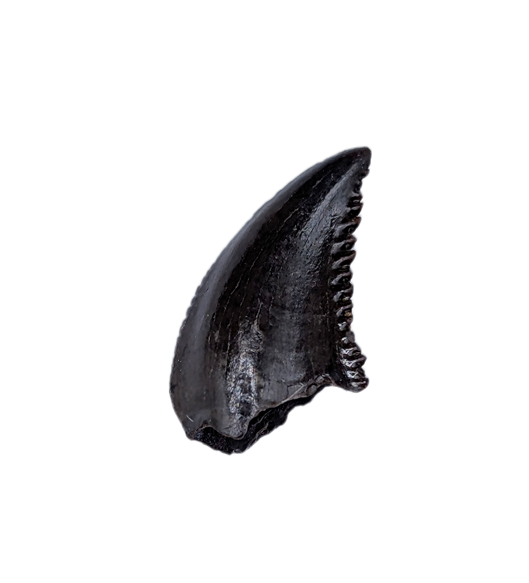 Troodon Tooth, Hell Creek Formation| The Daily Rex