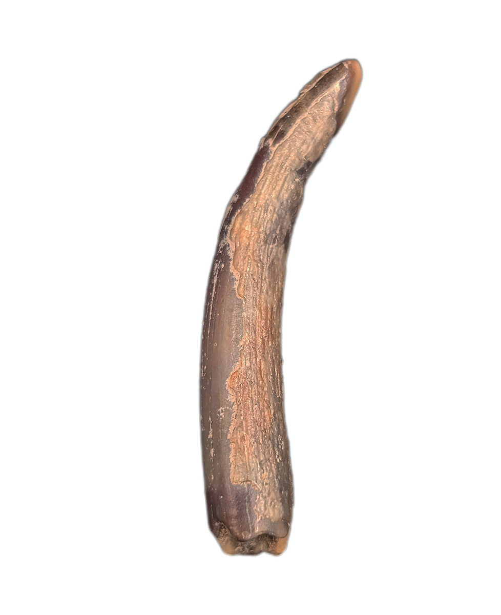 Pterosaur (Ornithocheirid Tooth, Elrhaz Formation| The Daily Rex