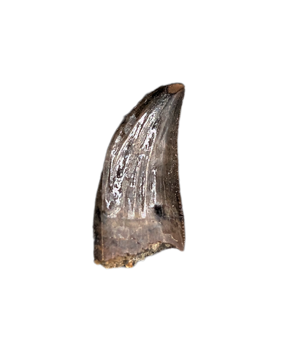 Zapsalis Tooth, Hell Creek Formation| The Daily Rex