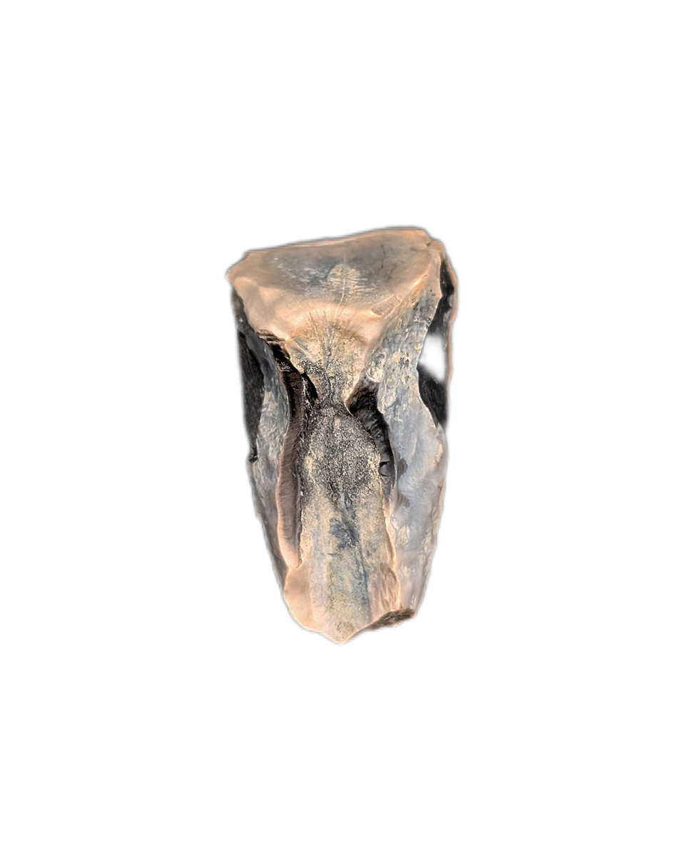 Large Ceratopsian Tooth, Aguja Formation, Texas| The Daily Rex