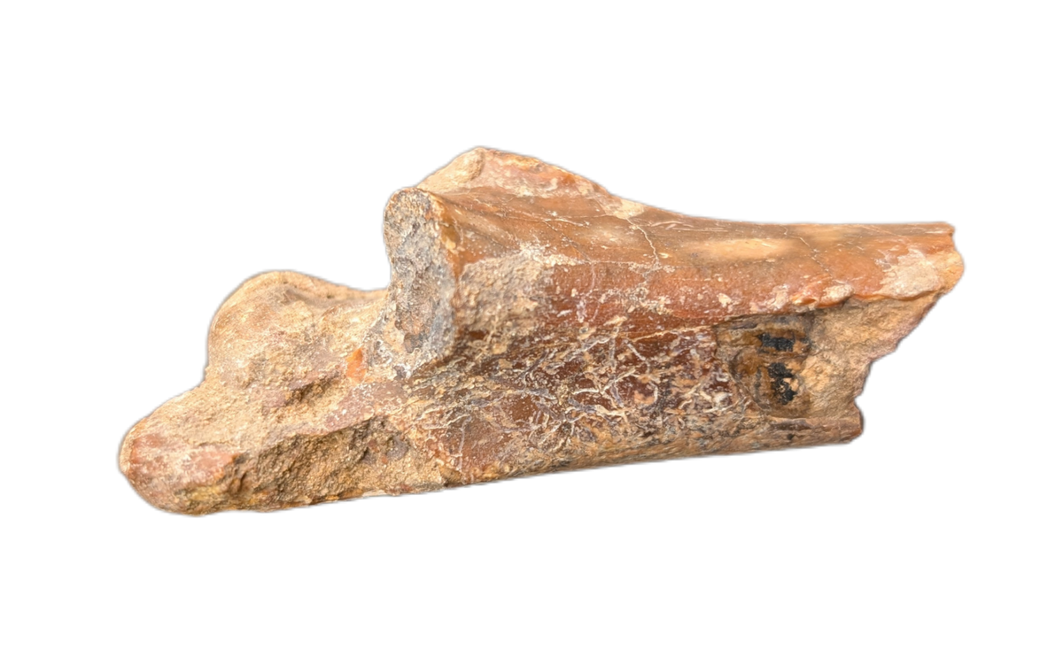 Azhdarcho (Pterosaur) Cervical Vertebra| The Daily Rex