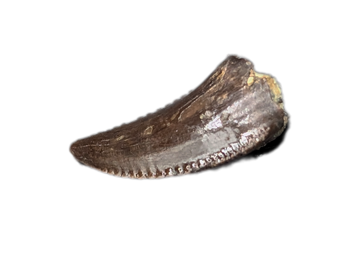 Troodon Tooth, Hell Creek Formation| The Daily Rex
