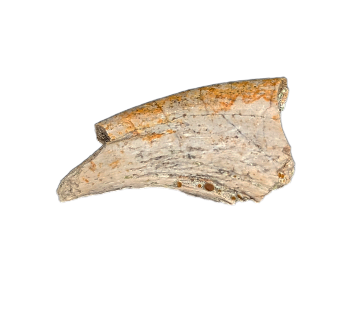 Partial Dromaeosaurid (Troodon?) Hand Claw| The Daily Rex
