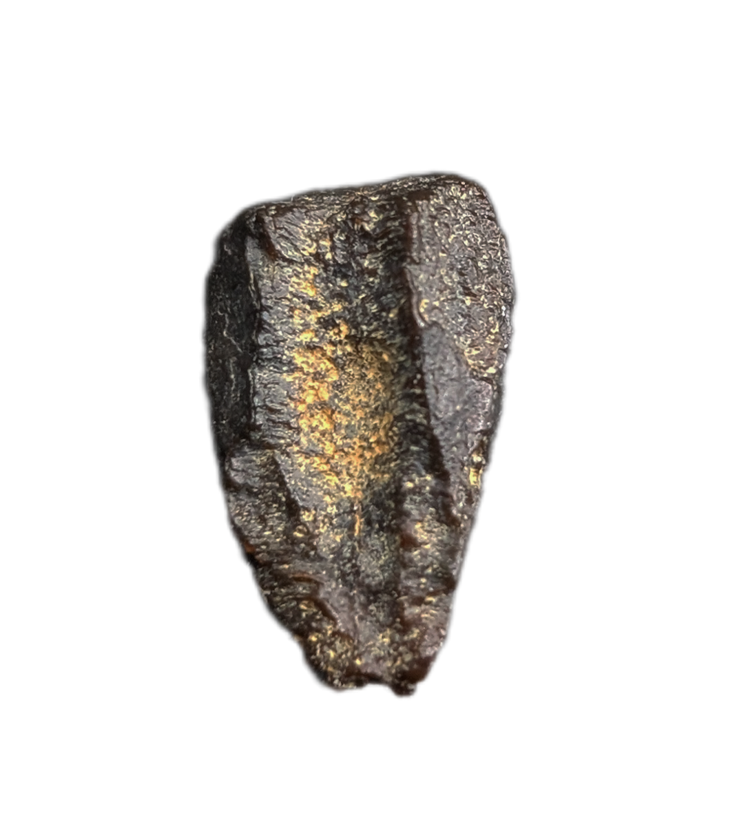 Rare Levnesovia Tooth, Early Hadrosaur, Bissekty Formation, Uzbekistan ...