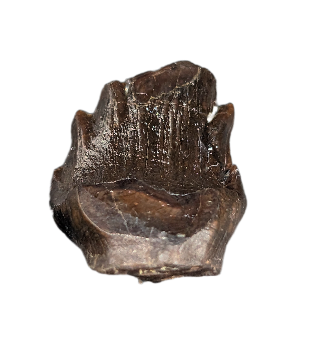 Denversaurus Tooth from the Hell Creek Formation of| The Daily Rex