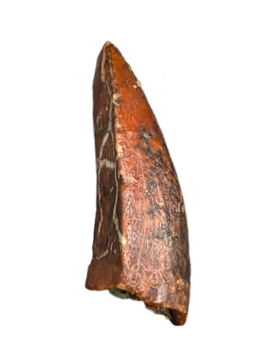 Timurlengia Pre Max Tooth, Bissekty Formation, Uzbekistan| The Daily Rex