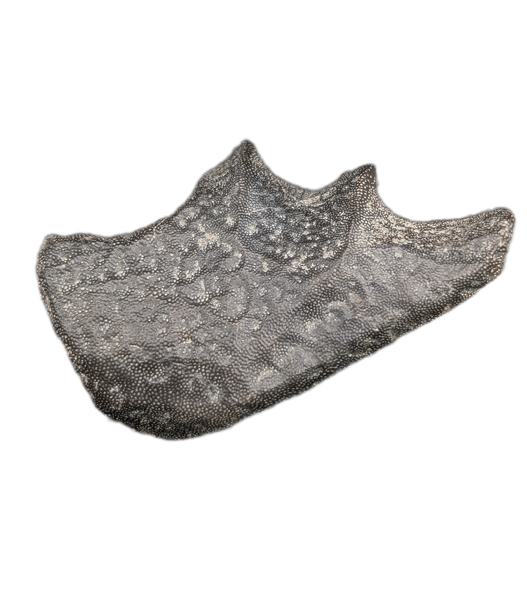 Lungfish Tooth Plate, Elrhaz Formation| The Daily Rex
