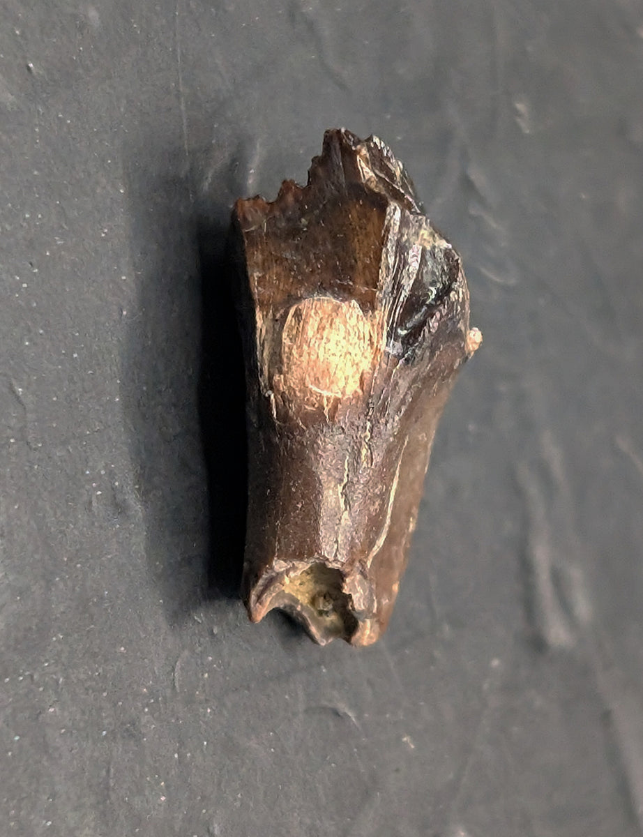 Pristine Leptoceratops Tooth from the Hell Creek Formation of| The ...