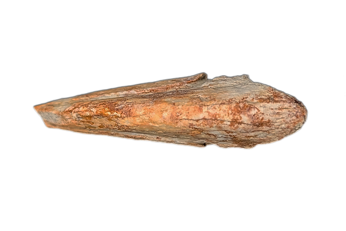 Troodon Foot Claw, Hell Creek Formation| The Daily Rex