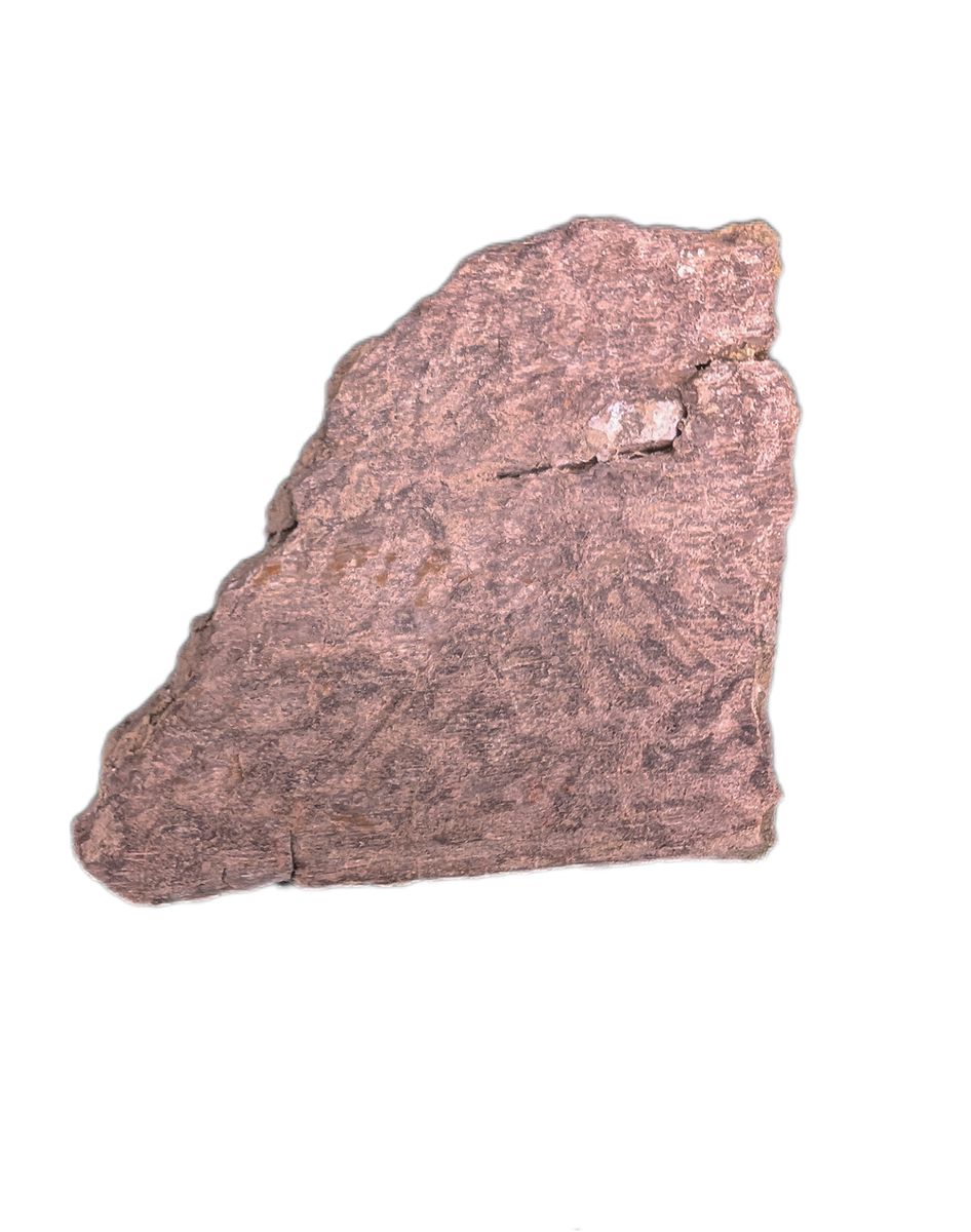 Sauropod Rib Section, Morrison Formation| The Daily Rex