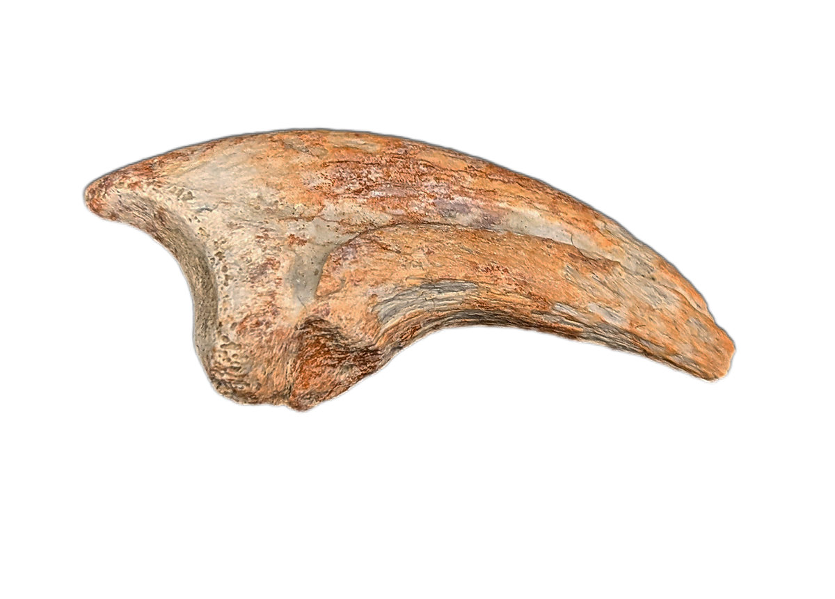 Troodon Foot Claw, Hell Creek Formation| The Daily Rex