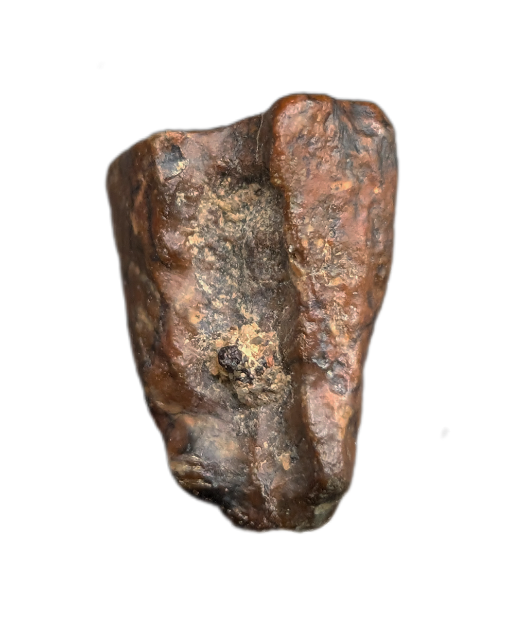 Levnesovia Tooth, Early Hadrosaur, Bissekty Formation, Uzbekistan| The ...