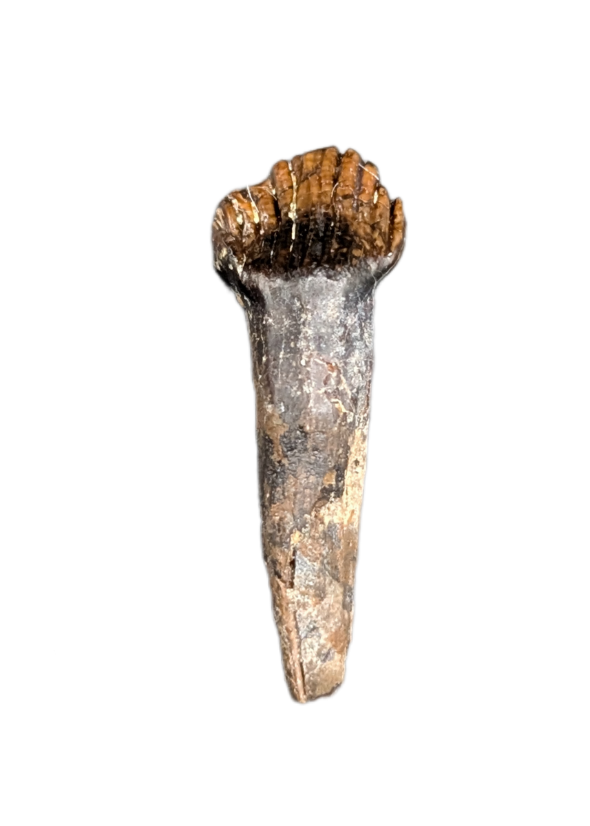 Rooted Thescelosaurus Tooth from the Hell Creek Formation| The Daily Rex