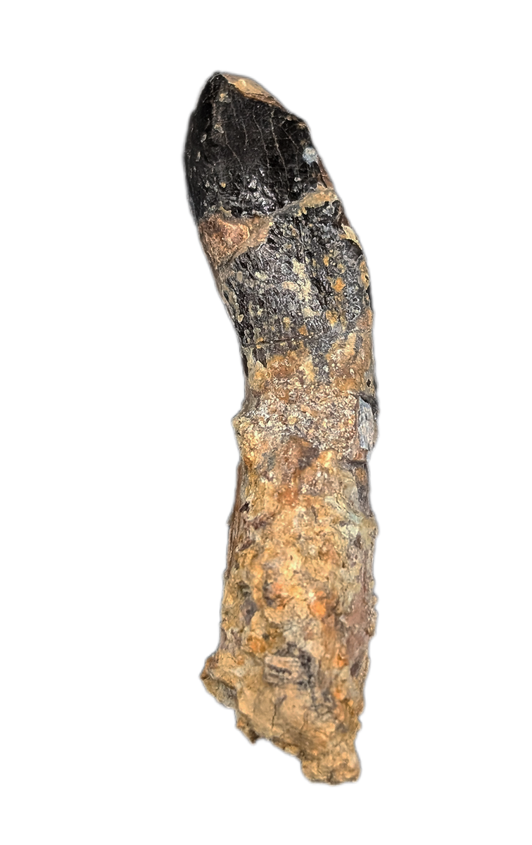 Diplodocid (Sauropod) Tooth, El Mers Formation| The Daily Rex