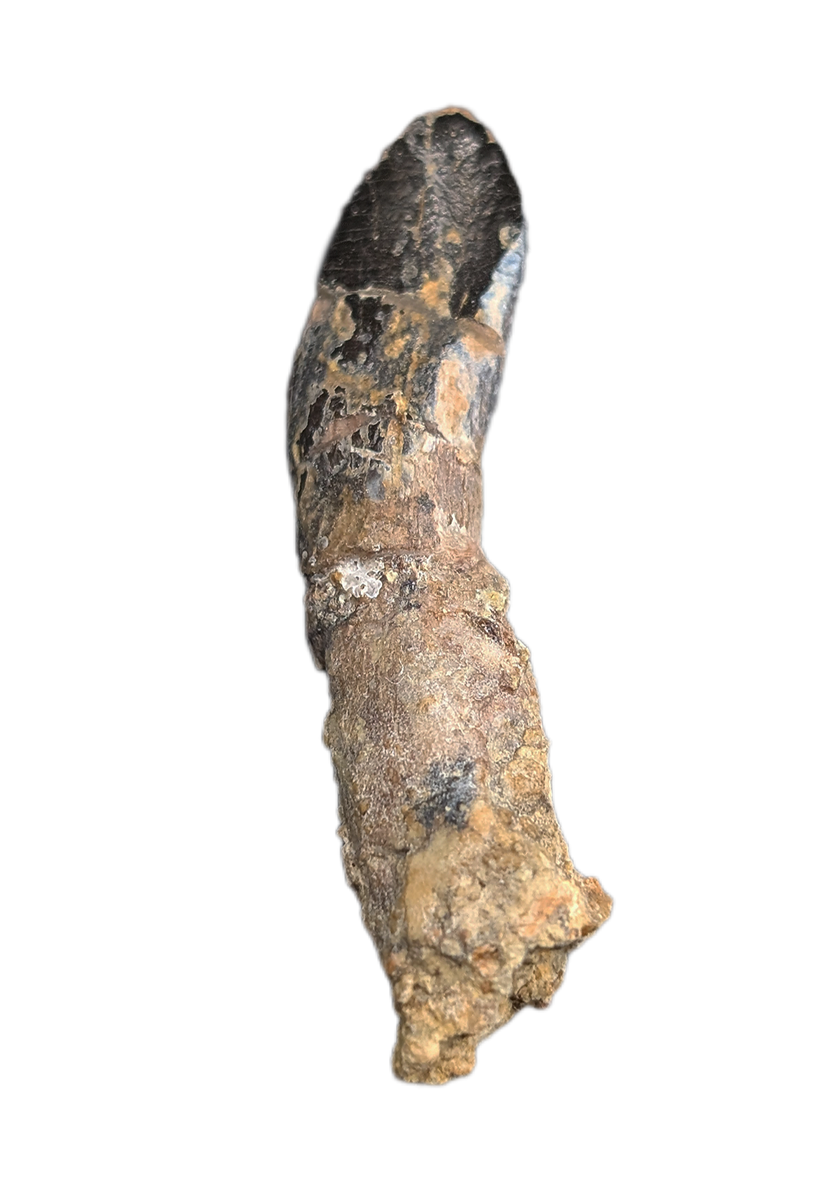 Diplodocid (Sauropod) Tooth, El Mers Formation| The Daily Rex