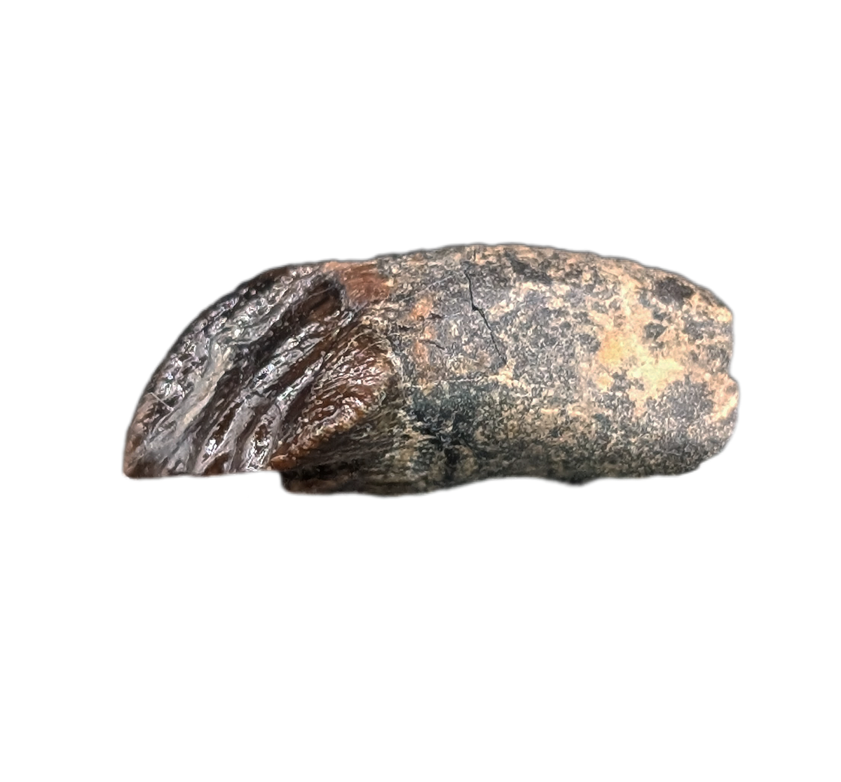 Rooted Leptoceratops Tooth| The Daily Rex