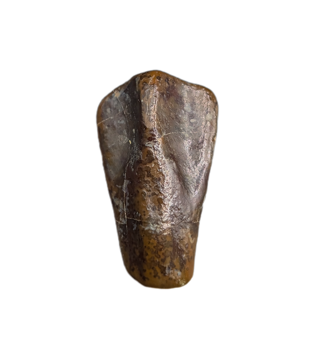 Levnesovia Tooth, Early Hadrosaur, Bissekty Formation, Uzbekistan| The ...