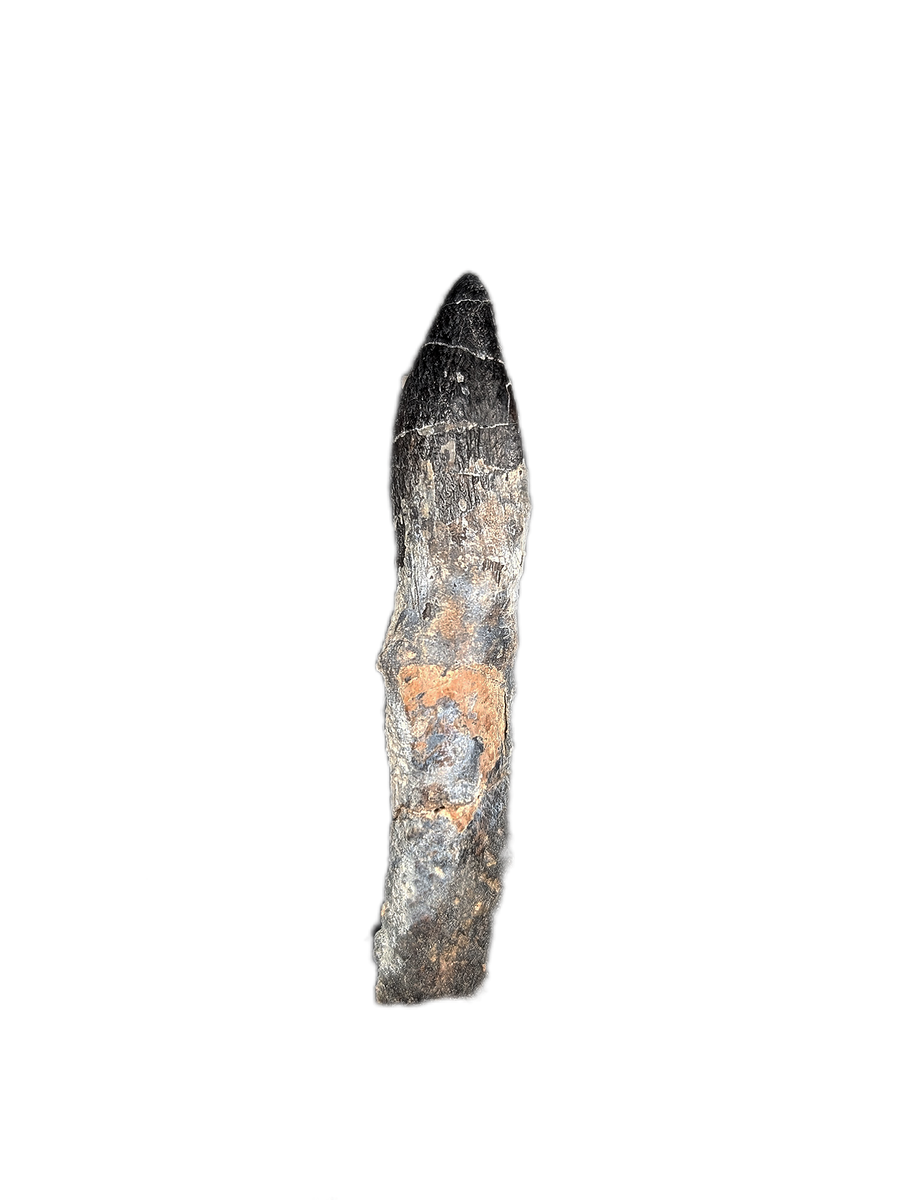 Rooted Diplodocid (Sauropod) Tooth, El Mers Formation| The Daily Rex