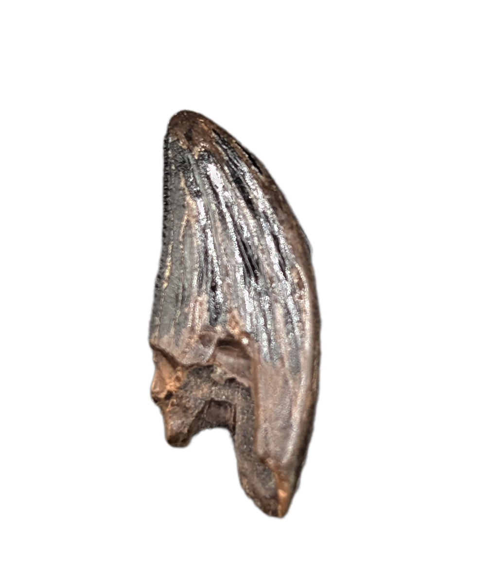 Zapsalis/Paronychodon Tooth, Hell Creek Formation| The Daily Rex