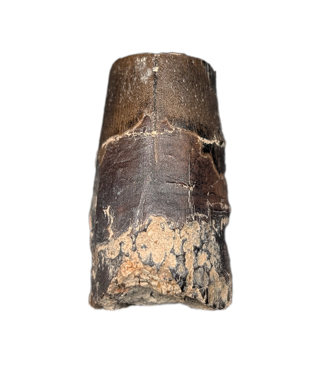 Ceratosuchus/Riparovenator (Baryonyx) Tooth, England, Early Cretaceous ...