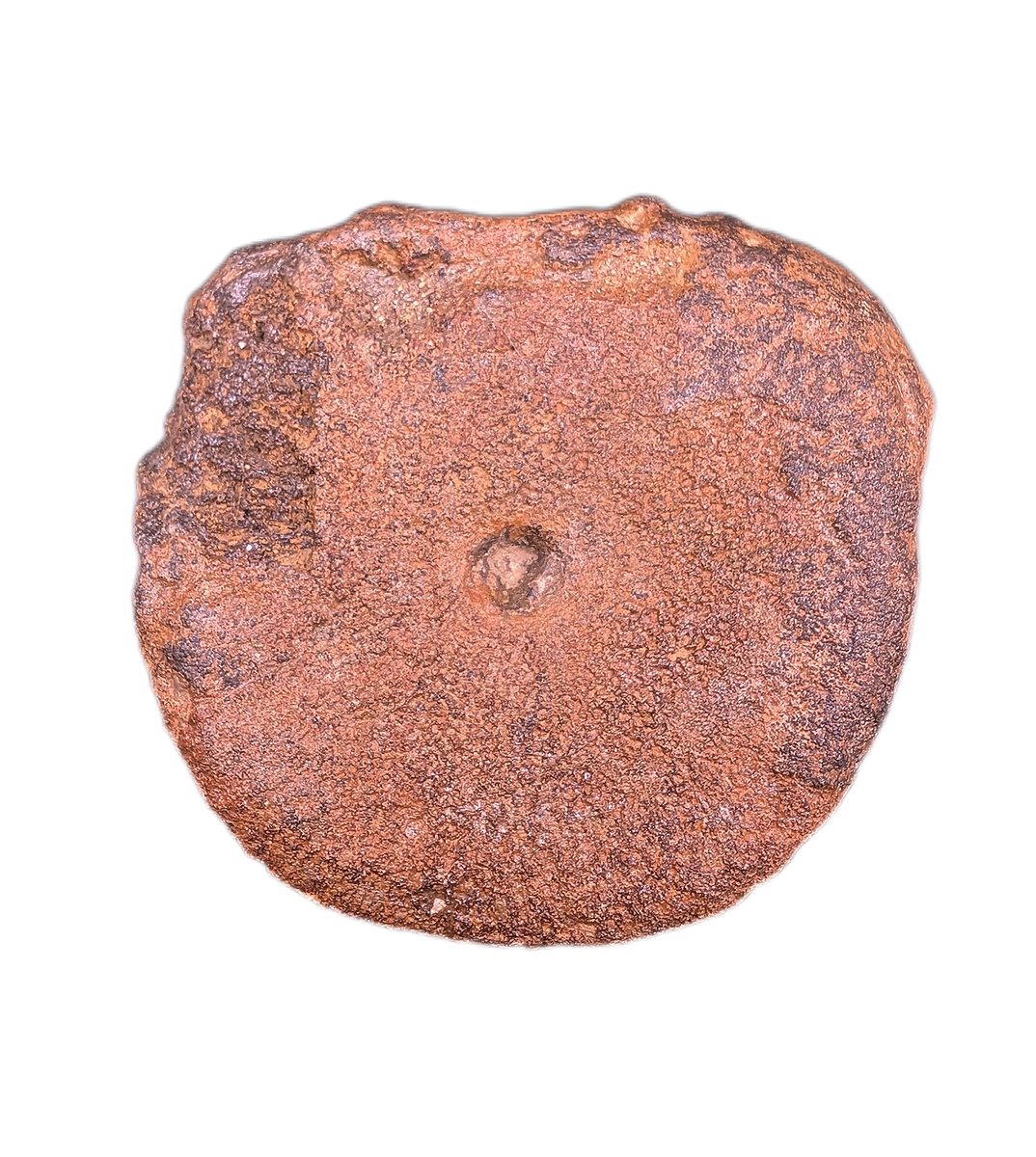 Stretosaurus (Pliosaur) cf. macromerus Vertebrae, Late Jurassic| The ...