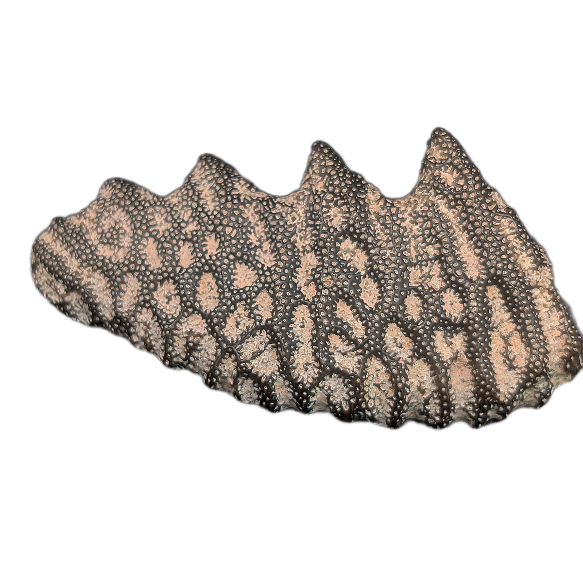 Lungfish Tooth Plate, Elrhaz Formation| The Daily Rex