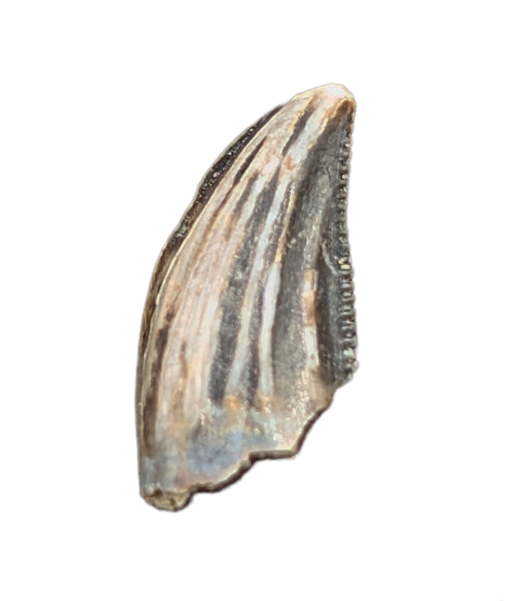 Zapsalis (Raptor) Tooth, Judith River Formation| The Daily Rex