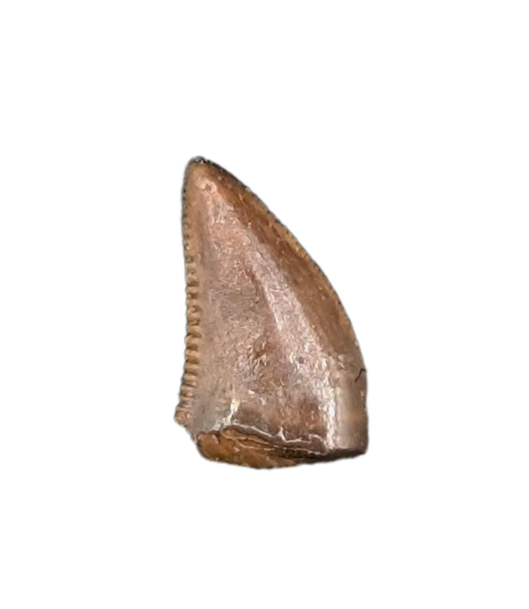 Dromaeosaur (Raptor) Tooth, Aguja Formation, Texas| The Daily Rex