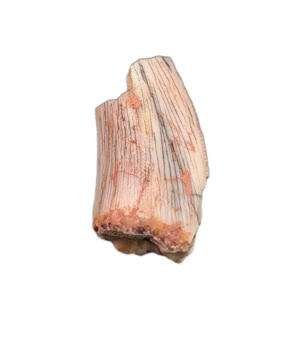 Postosuchus (Rauisuchid) Tooth, Bull Canyon Formation| The Daily Rex
