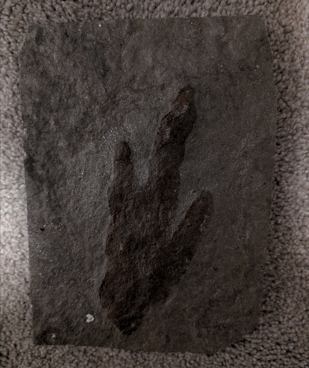 Theropod Dinosaur Track, Early Jurassic| The Daily Rex