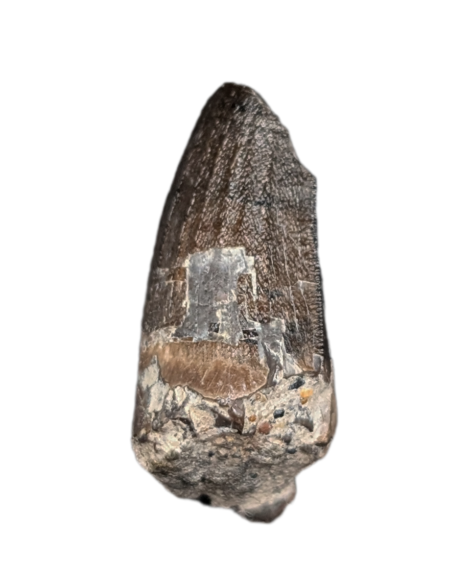Ceratosuchus/Riparovenator (Baryonyx) Tooth, England, Early Cretaceous ...