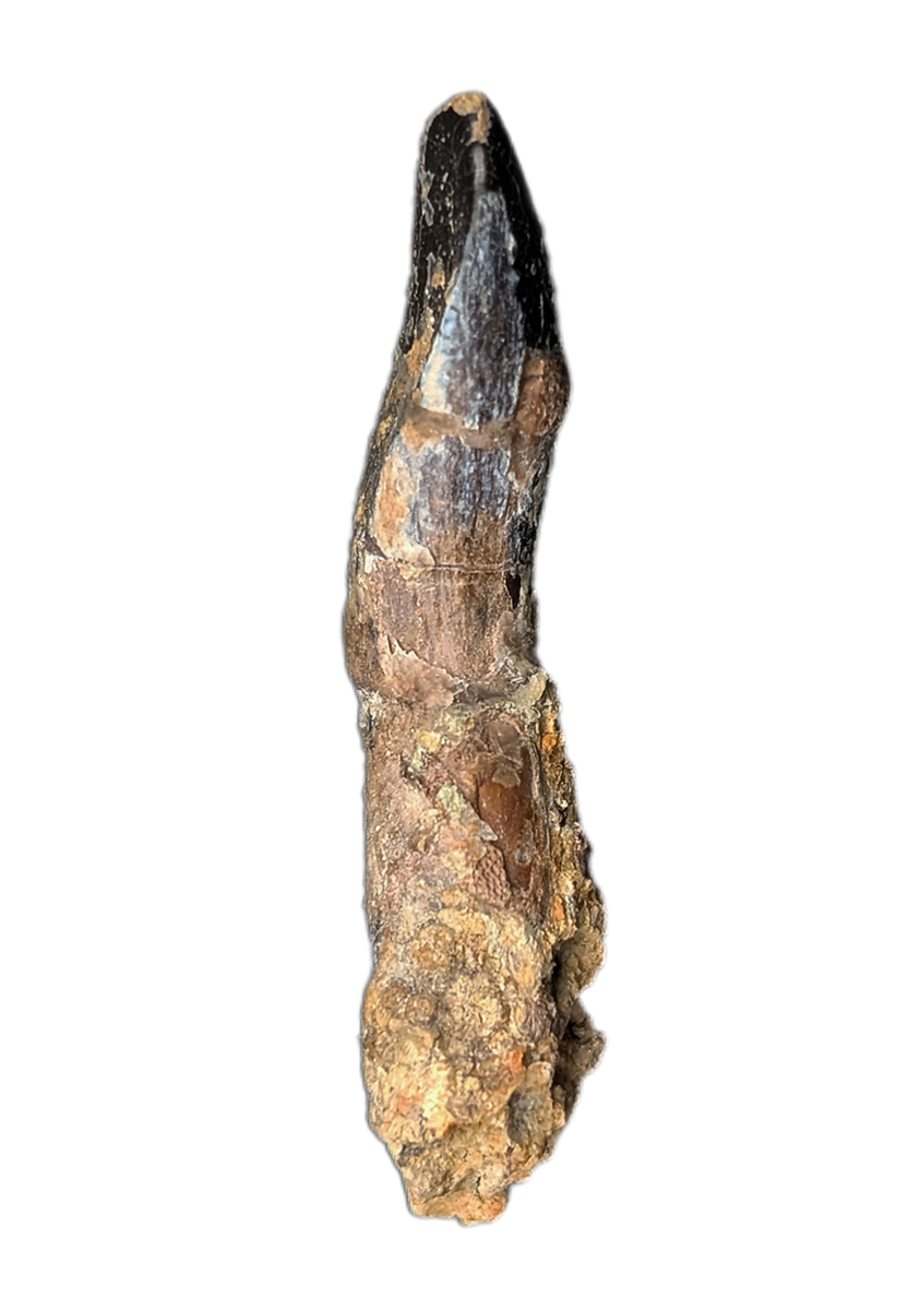 Diplodocid (Sauropod) Tooth, El Mers Formation| The Daily Rex