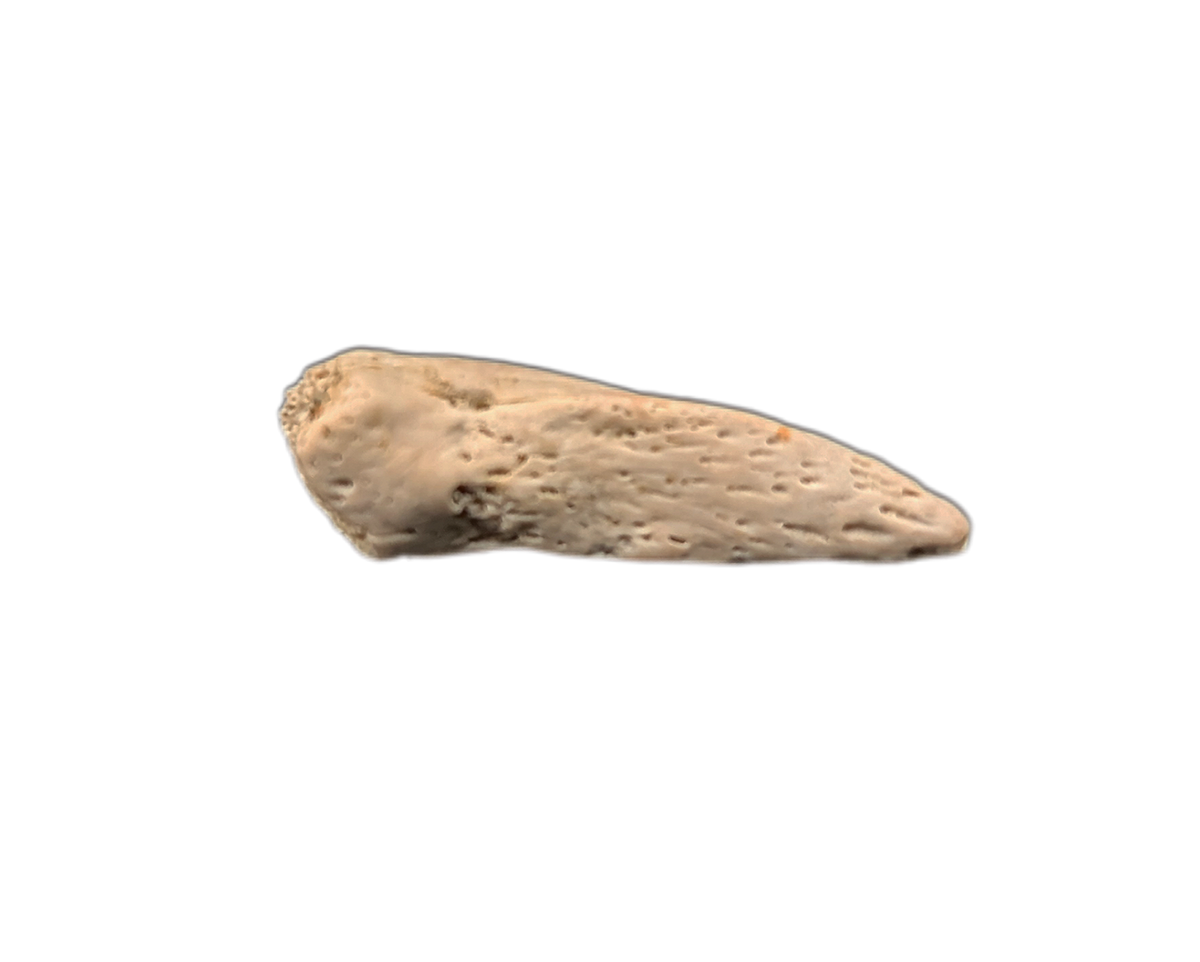 Turtle Claw, Lance Formation| The Daily Rex