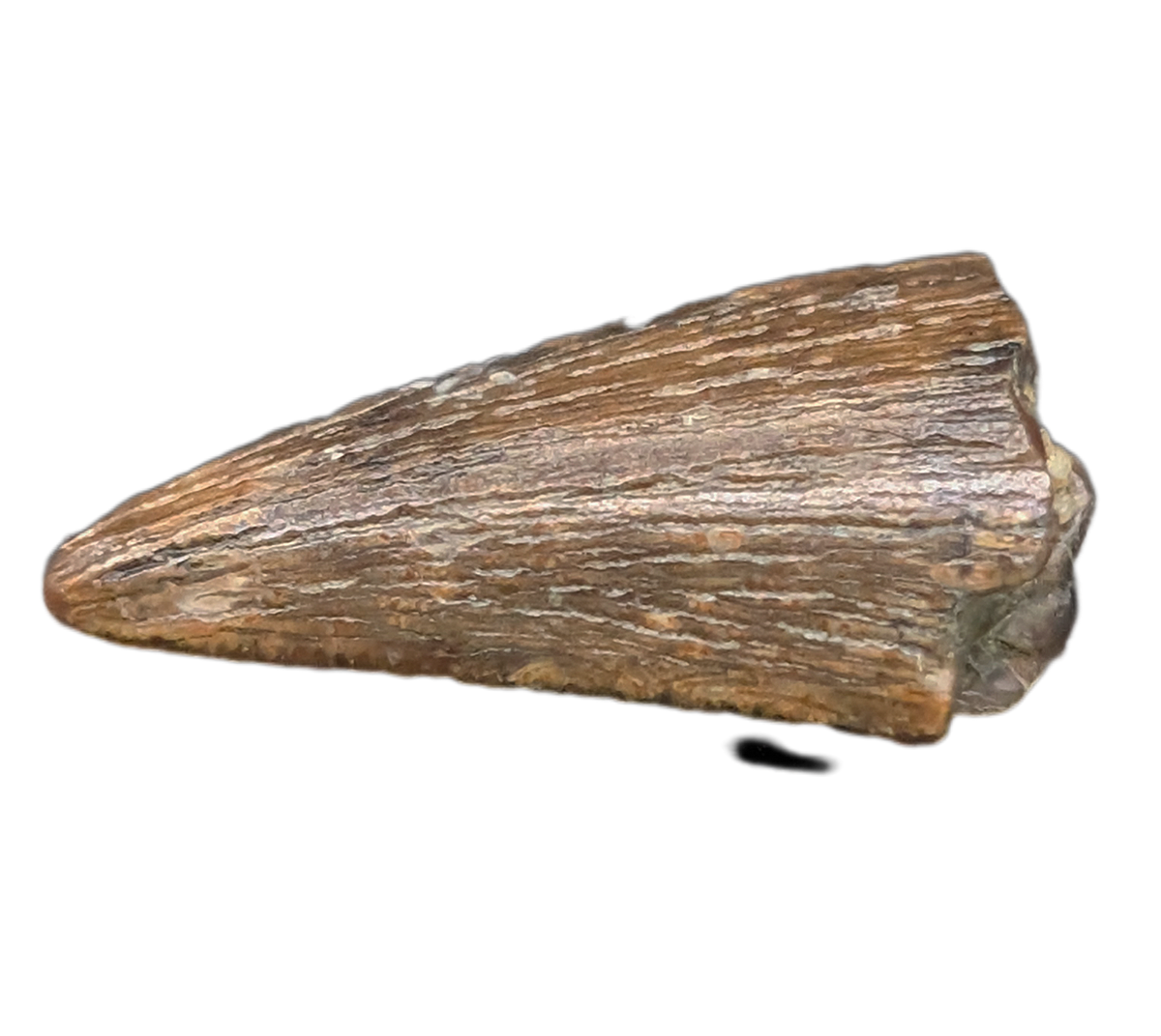 Richardoestesia sp. (Dromaeosaur) Tooth, Bissekty Formation, Uzbekista ...