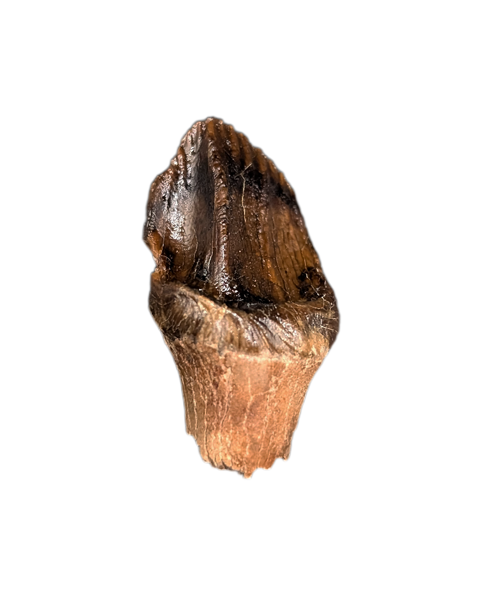 Huge Leptoceratops Tooth| The Daily Rex
