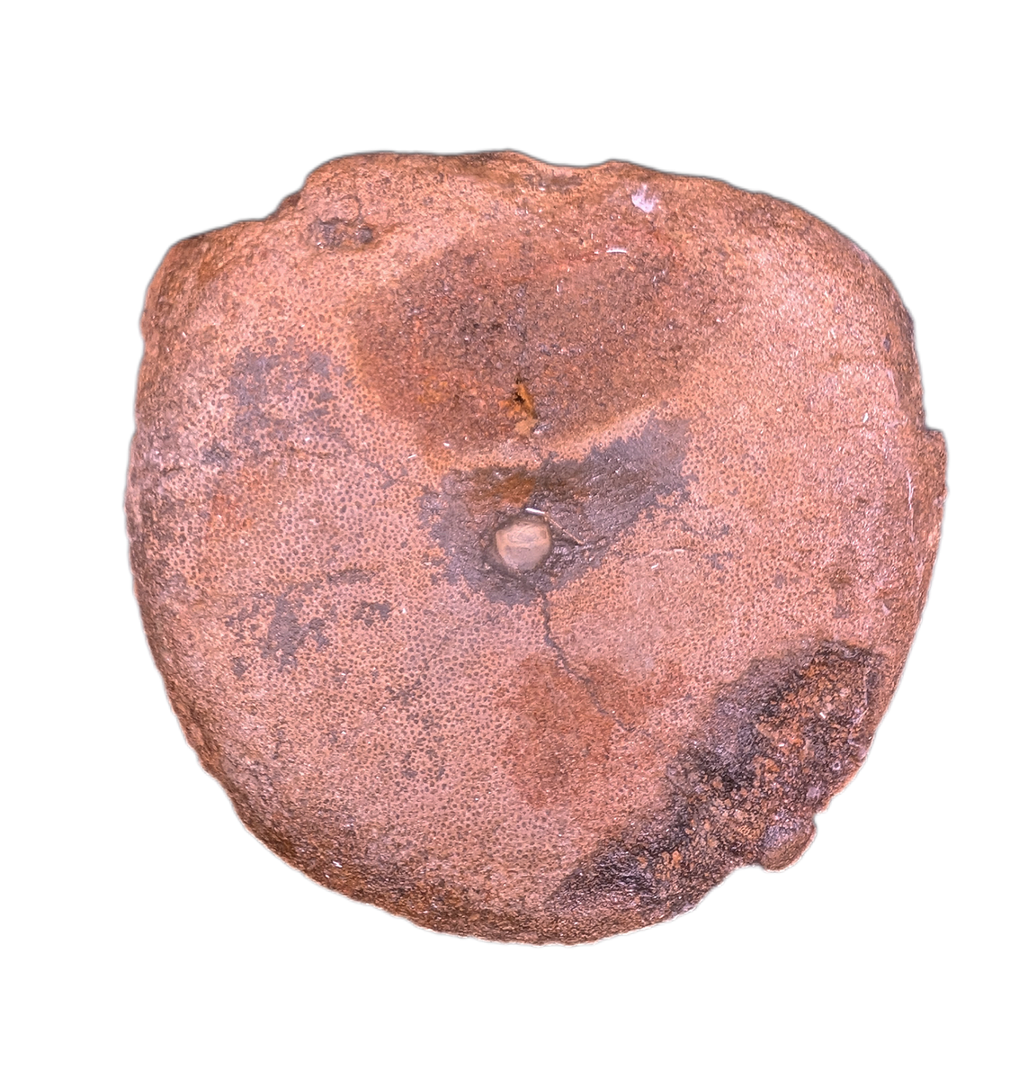 Stretosaurus (Pliosaur) cf. macromerus Vertebrae, Late Jurassic| The ...