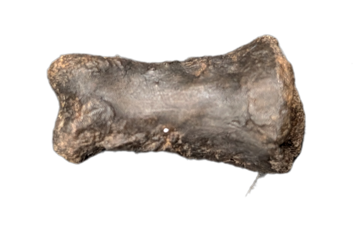 Tyrannosaur Juvenile Toe, Two Medicine Formation| The Daily Rex