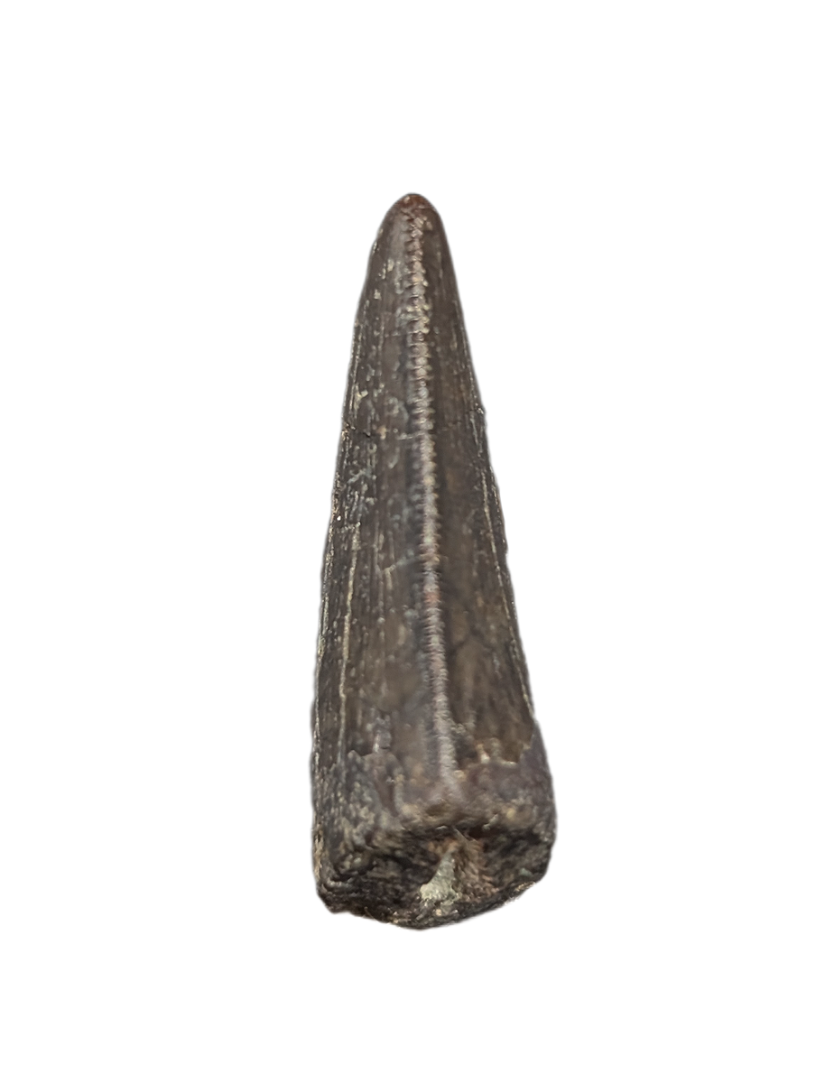 Tyrannosaur Tooth, Two Medicine Formation.| The Daily Rex