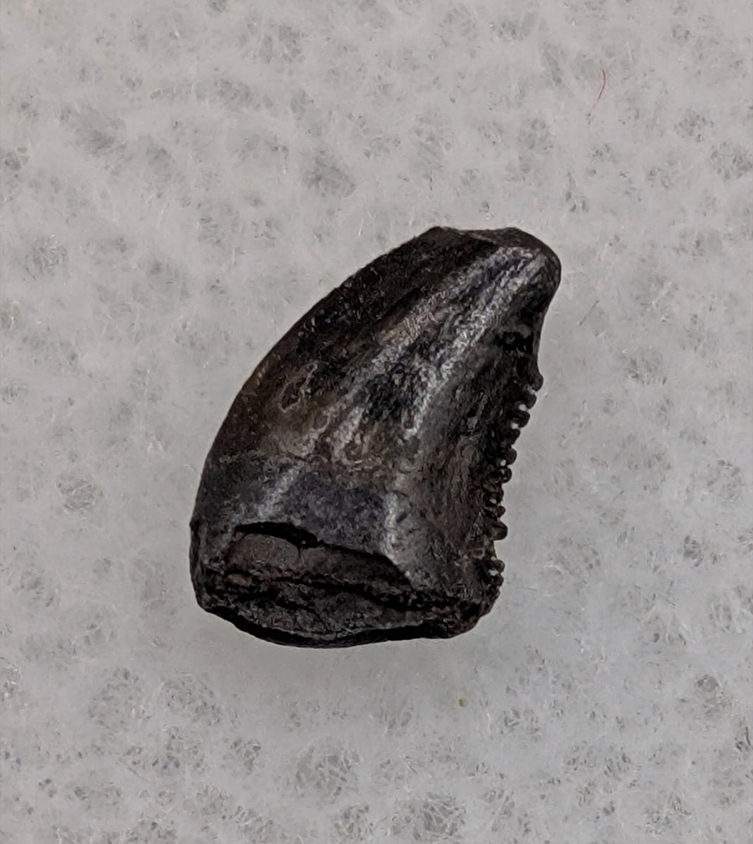 Dromaeosaur (Raptor) Tooth, Judith River Formation| The Daily Rex