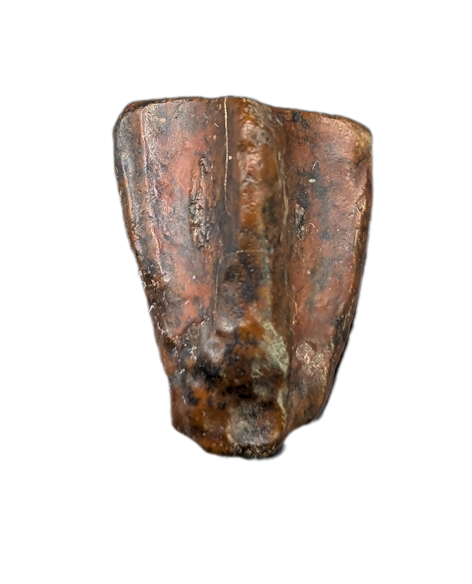 Levnesovia Tooth, Early Hadrosaur, Bissekty Formation, Uzbekistan| The ...