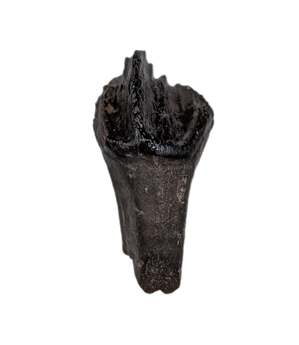 Pristine Leptoceratops Tooth from the Hell Creek Formation of| The ...