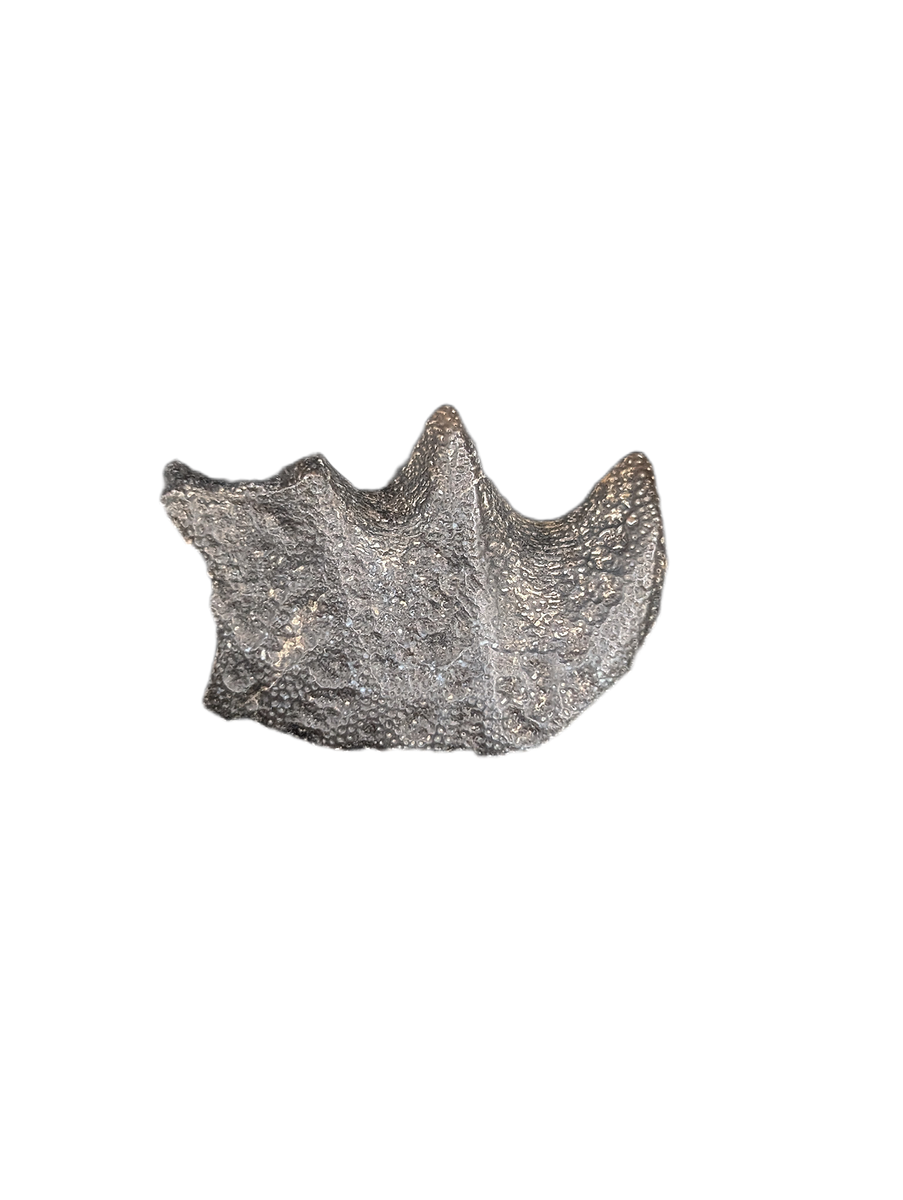 Lungfish Tooth Plate, Elrhaz Formation| The Daily Rex