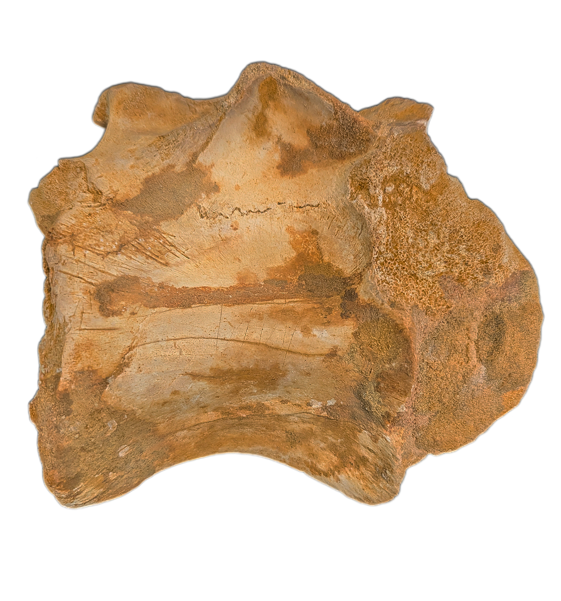 Huge Sigilmassasaurus(Spinosaurid) Neck Vertebra| The Daily Rex