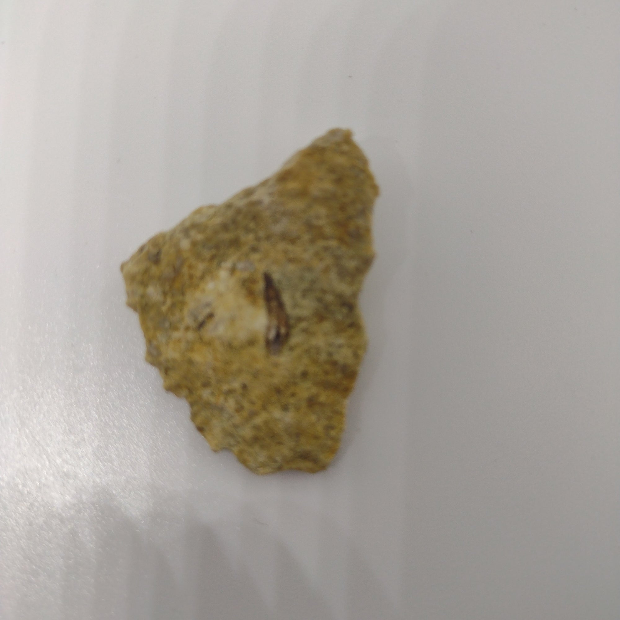 Nothosaurus Tooth| The Daily Rex