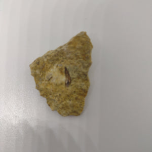 Nothosaurus Tooth| The Daily Rex