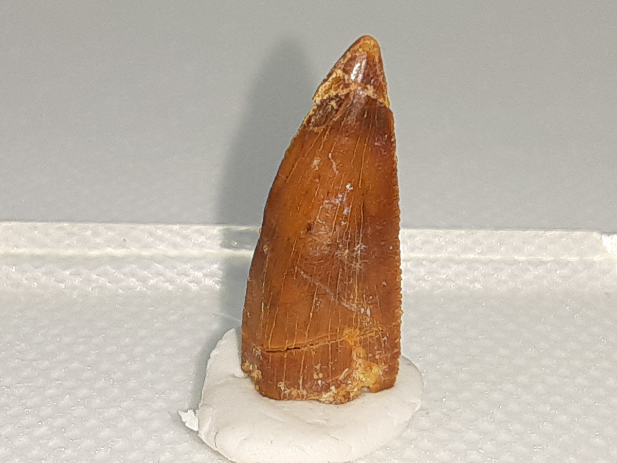 Abelisaur tooth| The Daily Rex