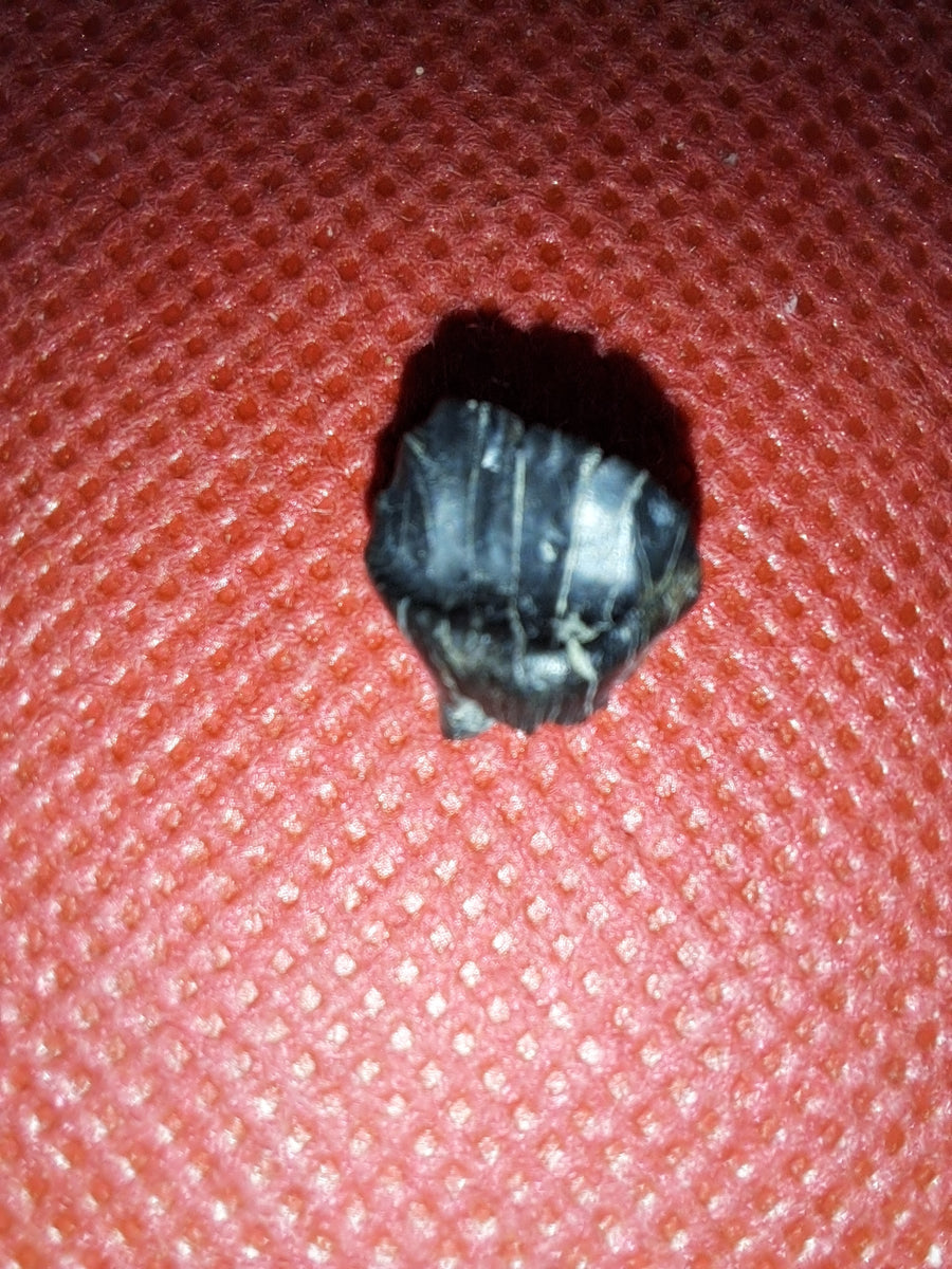 Ankylosaur Tooth. Judith River Formation| The Daily Rex