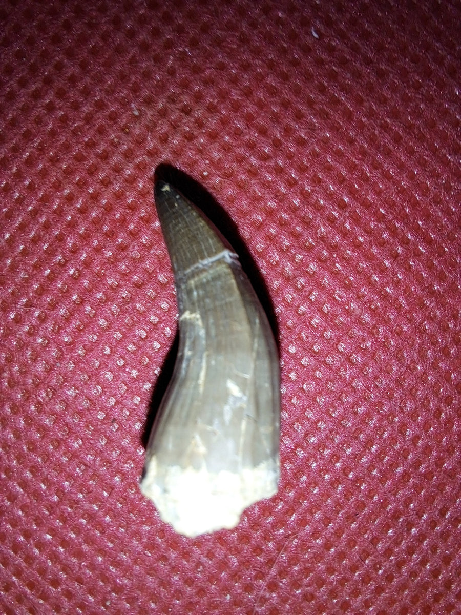 Short Necked Plesiosaur Tooth (Dolichorhynchops?), Kansas Chalk, Creta ...